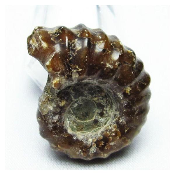 【アンモナイト】アンモナイトは、古生代シルル紀末期から中生代白亜紀末までに繁栄した頭足類の一種で、イカやたこの仲間に属します。ラテン語で神（ammon）の石(ite)を意味するアンモナイト。太古のロマンを秘め、コレクションに最適です。また、...