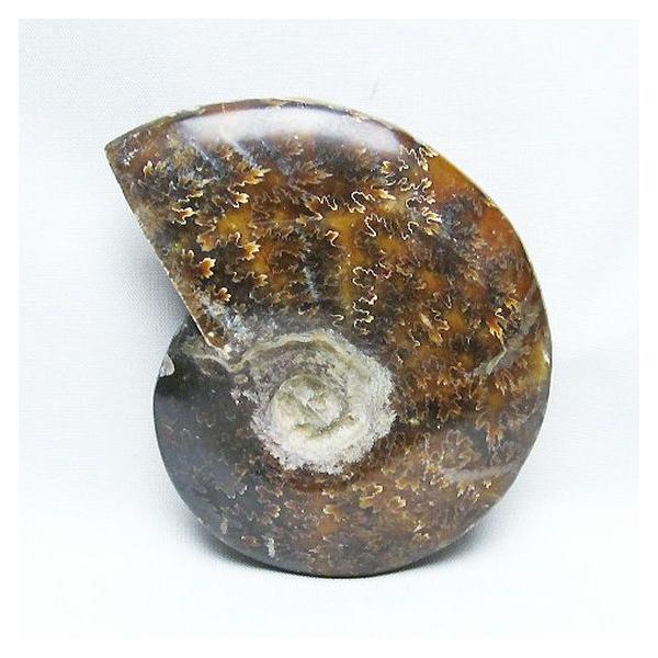 【アンモナイト】アンモナイトは、古生代シルル紀末期から中生代白亜紀末までに繁栄した頭足類の一種で、イカやたこの仲間に属します。ラテン語で神（ammon）の石(ite)を意味するアンモナイト。太古のロマンを秘め、コレクションに最適です。また、...