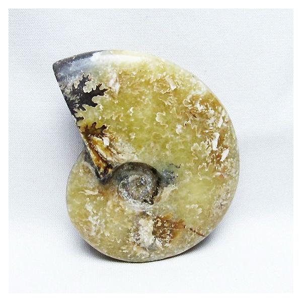 【アンモナイト】アンモナイトは、古生代シルル紀末期から中生代白亜紀末までに繁栄した頭足類の一種で、イカやたこの仲間に属します。ラテン語で神（ammon）の石(ite)を意味するアンモナイト。太古のロマンを秘め、コレクションに最適です。また、...