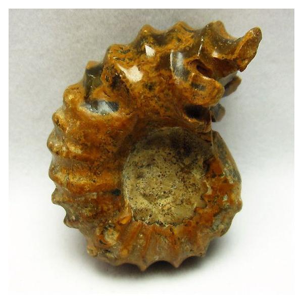 【アンモナイト】アンモナイトは、古生代シルル紀末期から中生代白亜紀末までに繁栄した頭足類の一種で、イカやたこの仲間に属します。ラテン語で神（ammon）の石(ite)を意味するアンモナイト。太古のロマンを秘め、コレクションに最適です。また、...