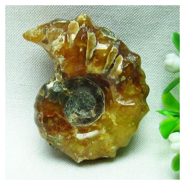 【アンモナイト】アンモナイトは、古生代シルル紀末期から中生代白亜紀末までに繁栄した頭足類の一種で、イカやたこの仲間に属します。ラテン語で神（ammon）の石(ite)を意味するアンモナイト。太古のロマンを秘め、コレクションに最適です。また、...