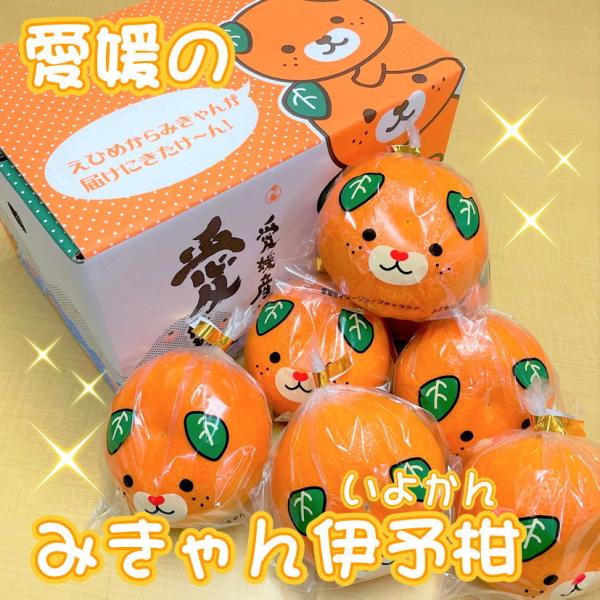 生産量ナンバー１の愛媛県産伊予柑が、愛媛県の公式イメージキャラクター「みきゃん」になって見るのも食べるのも楽しめます！鮮やかな紅色、甘酸っぱい香り、たっぷりの果汁と、やわらかな果肉。大玉の果実でジューシーで、香りも良い柑橘です。プリプリと弾...
