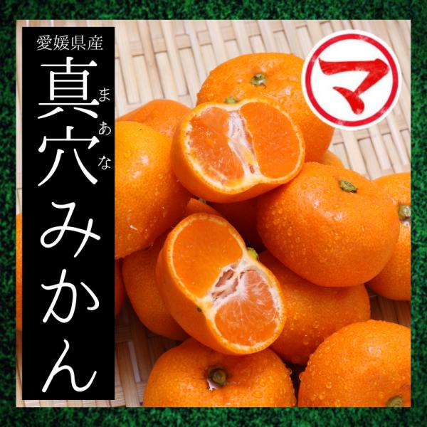 甘味を凝縮した旨さ-----このみかん、一度食べたらやみつきです。真穴みかんの最大の特徴は「皮の薄さと甘さ」これが作り出す食感の良さにあります。果肉を包む薄皮は口の中でとろけ、その後に甘さと程よい酸味が広がります。光センサーにて管理されてい...