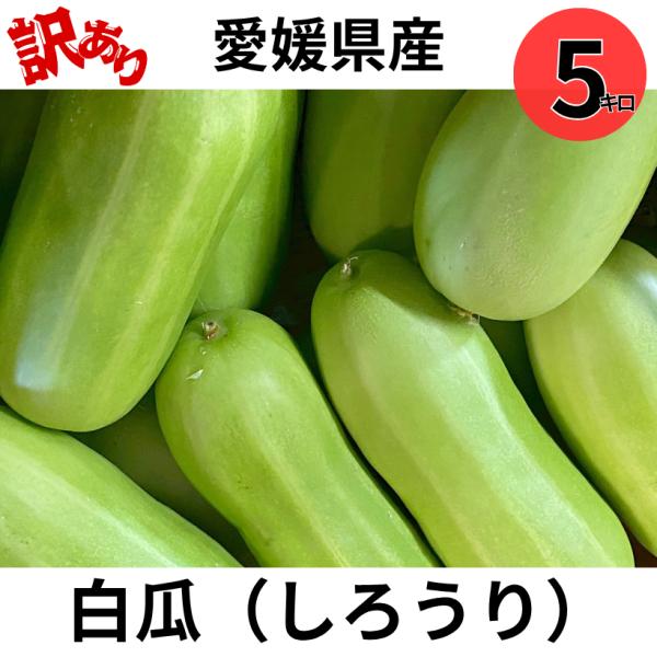 白瓜はしゃきしゃき食感がクセになる夏に食べたいさっぱり野菜です。奈良漬にするのはもちろんのこと、塩もみしてお漬物にしたり、きゅうりの様に、サラダや酢の物に。そして煮物や炒め物にしても美味しく召し上がれます。白瓜はウリ科キュウリ属できゅうりと...