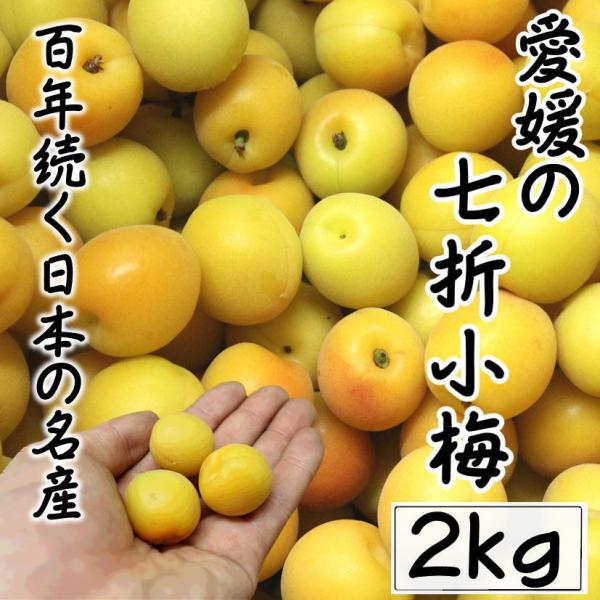※5月末〜6月上旬頃発送予定配送日の指定はお受けできません。お受取りに不都合な日がございます場合はご注文時にご記載下さい。百年続く日本の名産　愛媛の七折小梅(生梅)をご用意致しました。【良質な小梅】気温が低く湿度が高い砥部町の山間は良質な小...
