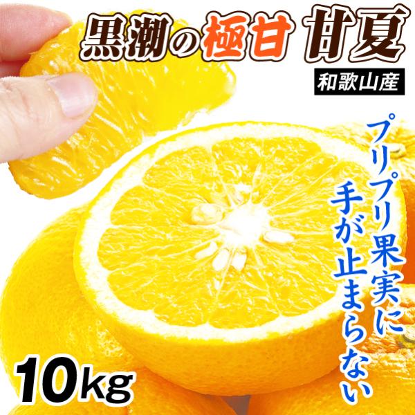 ●商品情報：ジューシー果肉と独特のほろ苦さ！クセになる甘酸っぱい春柑橘。●産地：和歌山県●規格・サイズ：無選別●入数の目安：-●配送形態：段ボール箱●配送温度：常温便●備考：※ご家庭用としてご用意いたします。多少の傷・変形果等はご了承くださ...