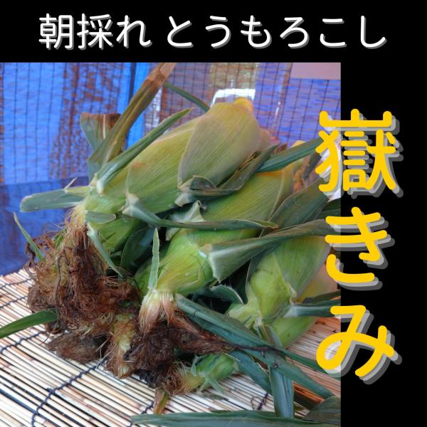 青森県弘前市嶽産 トウモロコシ  『嶽きみ』 朝採り 産地直送  約5kg (10本)