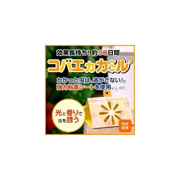 コバエカカール  コバエとり 10個入り光と香りでコバエを誘い、強力粘着シートで捕獲します。コバエの習性である光や香りで誘引し、殺虫剤を不使用です。置く・吊るすだけでよくとれるのでトイレ・生ゴミ・昆虫・小動物の飼育ケース・観葉植物の周りにご...