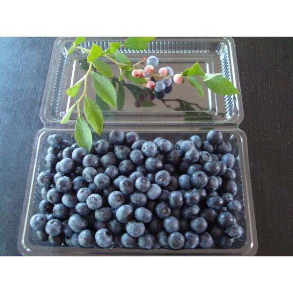 【発売日：2026年06月05日】容量3ｋｇ6/5頃から順次摘み取り発送（今後の天候により前後あり）新鮮なうちに発送するため事前に摘み取り置きはしないため予約販売になります新鮮な　季節の旬の巡り会い　森の匂いする香り高いブルーベリーを是非お...