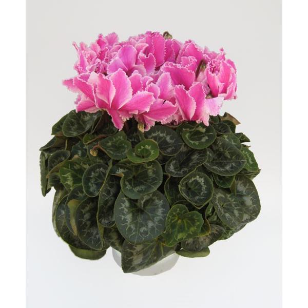 【発売日：2025年12月05日】※写真のシクラメンは6寸サイズです※サイズ目安は公式サイト （ https://seiyo-en.jp/price/） もご参照ください紫のフリンジにはけ目（すじ状の模様）が入る品種です。フリンジが華やかな...