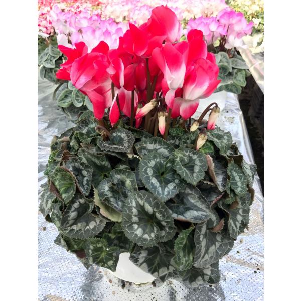 【発売日：2025年12月05日】※写真のシクラメンは6寸サイズです※サイズ目安は公式サイト （ https://seiyo-en.jp/price/） もご参照ください極めて珍しい花色のシクラメンです。上がオレンジ、下が白の花びらはまるで...