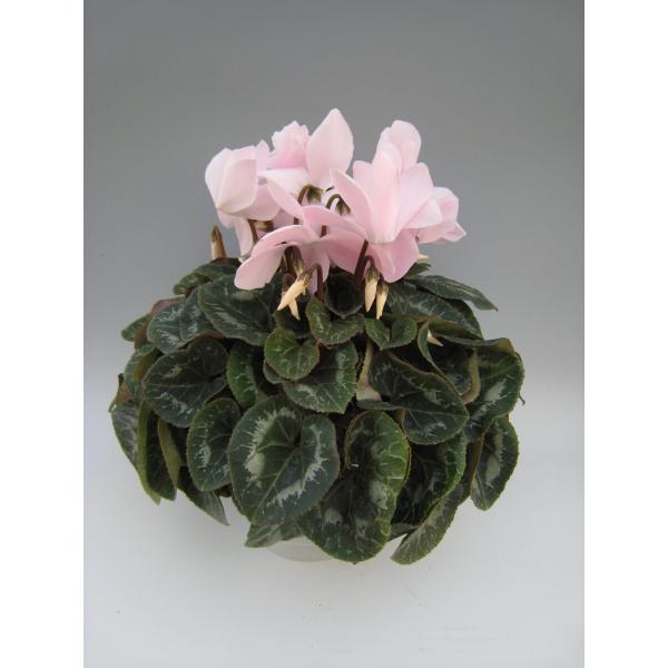 【発売日：2025年12月01日】※写真のシクラメンは6寸サイズです※サイズ目安は公式サイト （ https://seiyo-en.jp/price/） もご参照くださいほんのりピンクに色づいた花が咲く品種です。その姿は清楚でさわやかなイメ...