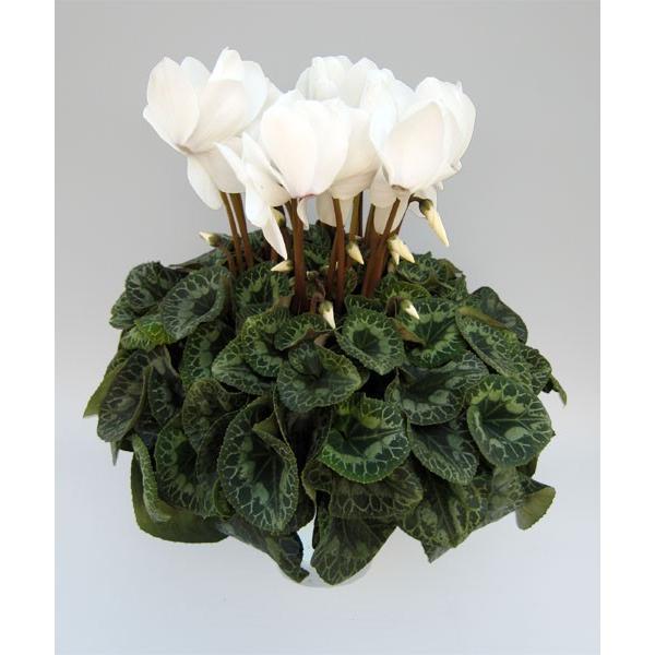 【発売日：2025年12月01日】※写真のシクラメンは6寸サイズです※サイズ目安は公式サイト （ https://seiyo-en.jp/price/） もご参照ください定番の白です。葉数が多く花がたくさん咲くため、白一色でも華やかです。■...