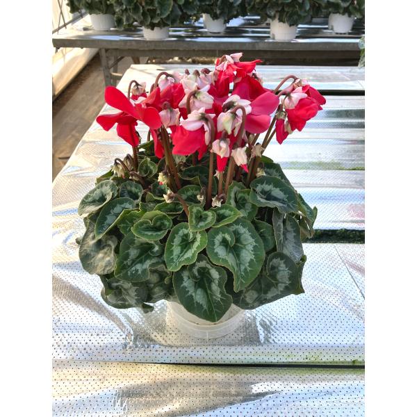 【発売日：2025年12月05日】※写真のシクラメンは5寸サイズです※サイズ目安は公式サイト （ https://seiyo-en.jp/price/） もご参照ください「がく」が白く抜け、通常よりも大きくなる珍しい品種です。紫の花びらと、...