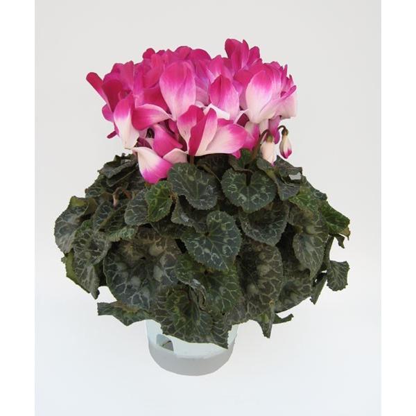 【発売日：2025年11月28日】※写真は6寸サイズです※サイズ目安は公式サイト(https://seiyo-en.jp/price)もご参照ください極めて珍しい花色のシクラメンです。上が赤紫、下が白の花びらはまるで羽根つきの羽のよう。見た...