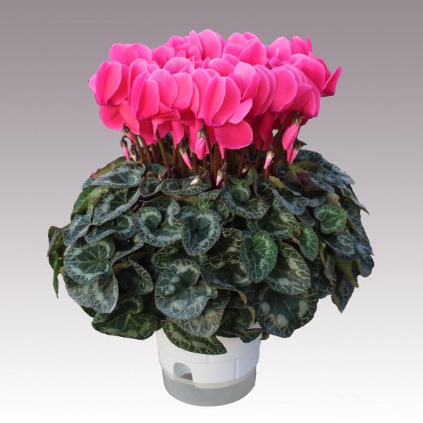 【発売日：2025年11月25日】※写真のシクラメンは6寸サイズです※サイズ目安は公式サイト （ https://seiyo-en.jp/price/） もご参照ください誠養園育成品種。花が丸弁で濃いピンク、濃い緑の葉色が特徴です。葉数が多...