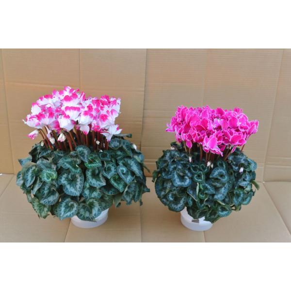 【発売日：2025年11月25日】2鉢入る箱に入れてお届けします。ご注文の際、必ず品種名を明記してください。※誠養園オフィシャルサイト（https://seiyo-en.jp/orders/）にて在庫の確認を必ずお願いします。※予約品種をご...