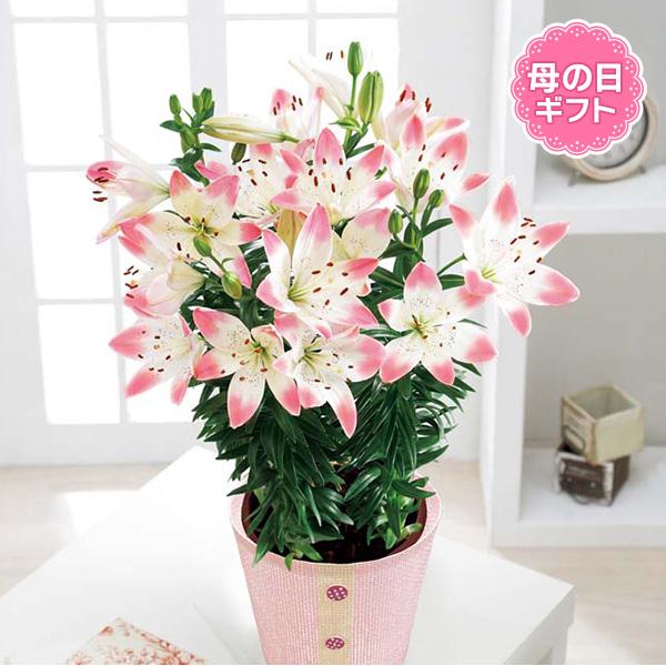 クリーム色とピンク色の2色咲きが魅力のスカシユリです。通常のユリと比べ背丈が低く、コンパクトにまとまります。切花としてもお楽しみいただけます。セット内容：5.5号鉢、バスケット、お手入れのしおり商品サイズ：幅約16.5cm×高さ約45cm※...