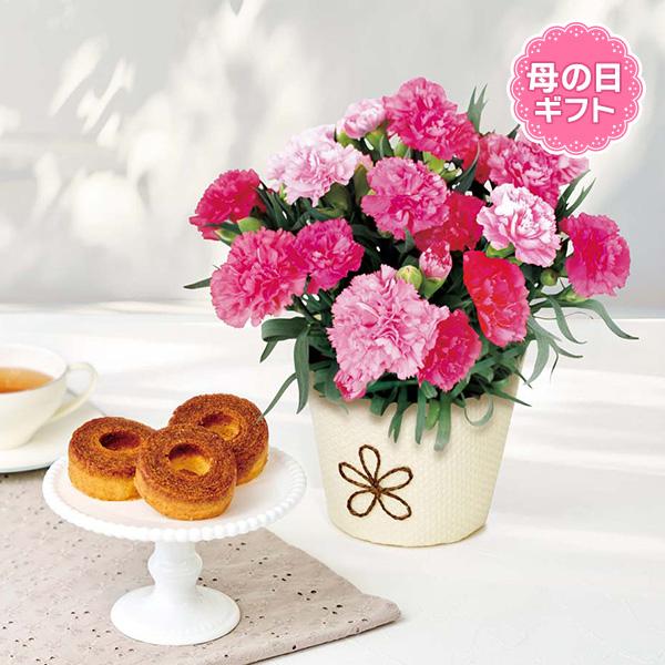 濃いローズピンクから淡いピンクへのグラデーションが楽しめるカーネーションとT.D.Earlyのキャラメリゼバウムをセットでお届け。セット内容：カーネーション4号鉢、バスケット、お手入れのしおり、キャラメリゼバウム×6商品サイズ：幅約12cm...