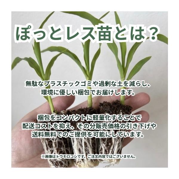 当社のぽっとレス苗　おすすめポイント！■定植がスムーズ根がポット内でガチガチに固まる（ルーピング現象）前に定植できるため、植え付け後の根の伸びが非常に早いです。■ゴミが出ないプラスチックポットの処分が必要なく環境に優しく手間も省けます。■配...