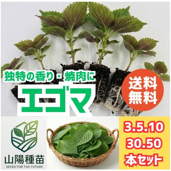 当社のぽっとレス苗　おすすめポイント！■定植がスムーズ根がポット内でガチガチに固まる（ルーピング現象）前に定植できるため、植え付け後の根の伸びが非常に早いです。■ゴミが出ないプラスチックポットの処分が必要なく環境に優しく手間も省けます。■配...