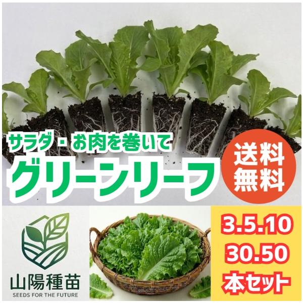 当社のぽっとレス苗　おすすめポイント！■定植がスムーズ根がポット内でガチガチに固まる（ルーピング現象）前に定植できるため、植え付け後の根の伸びが非常に早いです。■ゴミが出ないプラスチックポットの処分が必要なく環境に優しく手間も省けます。■配...