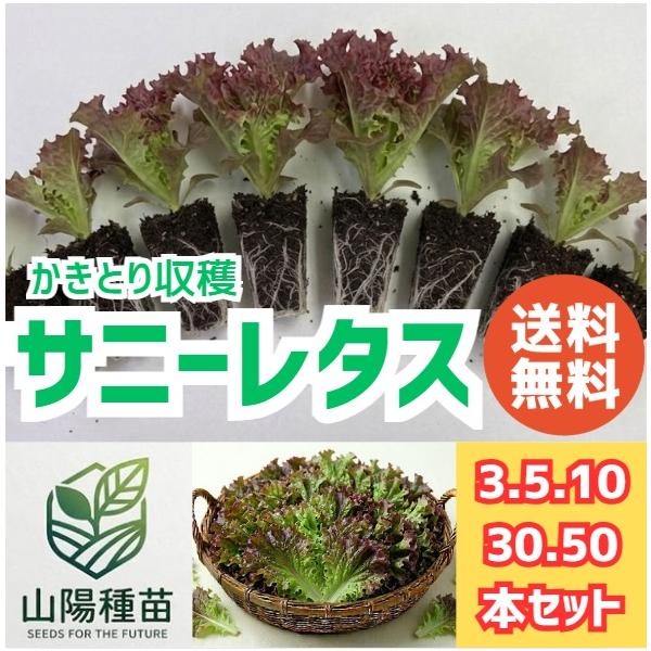 当社のぽっとレス苗　おすすめポイント！■定植がスムーズ根がポット内でガチガチに固まる（ルーピング現象）前に定植できるため、植え付け後の根の伸びが非常に早いです。■ゴミが出ないプラスチックポットの処分が必要なく環境に優しく手間も省けます。■配...