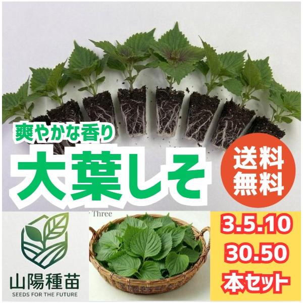 当社のぽっとレス苗　おすすめポイント！■定植がスムーズ根がポット内でガチガチに固まる（ルーピング現象）前に定植できるため、植え付け後の根の伸びが非常に早いです。■ゴミが出ないプラスチックポットの処分が必要なく環境に優しく手間も省けます。■配...