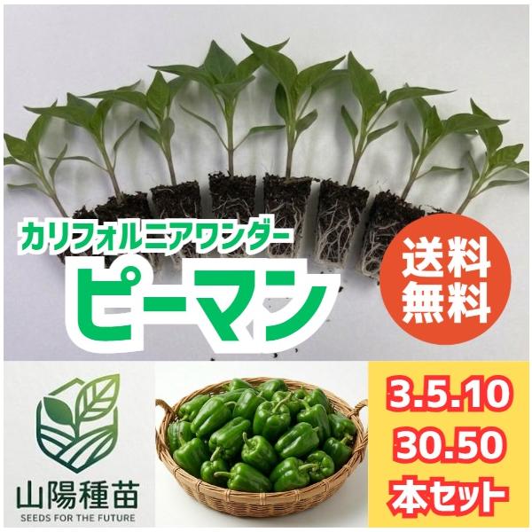当社のぽっとレス苗　おすすめポイント！■定植がスムーズ根がポット内でガチガチに固まる（ルーピング現象）前に定植できるため、植え付け後の根の伸びが非常に早いです。■ゴミが出ないプラスチックポットの処分が必要なく環境に優しく手間も省けます。■配...