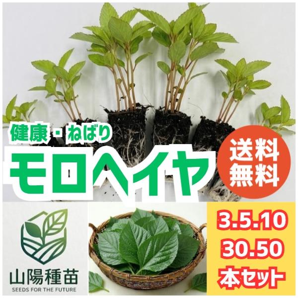 当社のぽっとレス苗　おすすめポイント！■定植がスムーズ根がポット内でガチガチに固まる（ルーピング現象）前に定植できるため、植え付け後の根の伸びが非常に早いです。■ゴミが出ないプラスチックポットの処分が必要なく環境に優しく手間も省けます。■配...
