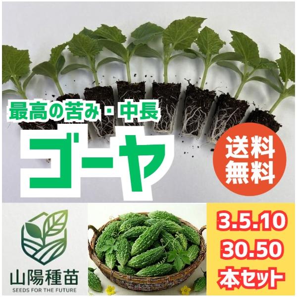 当社のぽっとレス苗　おすすめポイント！■定植がスムーズ根がポット内でガチガチに固まる（ルーピング現象）前に定植できるため、植え付け後の根の伸びが非常に早いです。■ゴミが出ないプラスチックポットの処分が必要なく環境に優しく手間も省けます。■配...