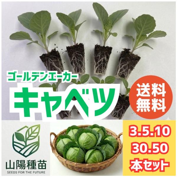当社のぽっとレス苗　おすすめポイント！■定植がスムーズ根がポット内でガチガチに固まる（ルーピング現象）前に定植できるため、植え付け後の根の伸びが非常に早いです。■ゴミが出ないプラスチックポットの処分が必要なく環境に優しく手間も省けます。■配...