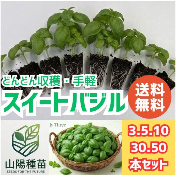 当社のぽっとレス苗　おすすめポイント！■定植がスムーズ根がポット内でガチガチに固まる（ルーピング現象）前に定植できるため、植え付け後の根の伸びが非常に早いです。■ゴミが出ないプラスチックポットの処分が必要なく環境に優しく手間も省けます。■配...
