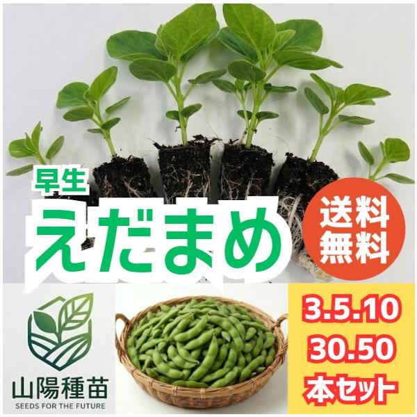 当社のぽっとレス苗　おすすめポイント！■定植がスムーズ根がポット内でガチガチに固まる（ルーピング現象）前に定植できるため、植え付け後の根の伸びが非常に早いです。■ゴミが出ないプラスチックポットの処分が必要なく環境に優しく手間も省けます。■配...