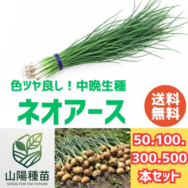 【発売日：2026年10月25日】当社のぽっとレス苗　おすすめポイント！■定植がスムーズ根がポット内でガチガチに固まる（ルーピング現象）前に定植できるため、植え付け後の根の伸びが非常に早いです。■ゴミが出ないプラスチックポットの処分が必要な...