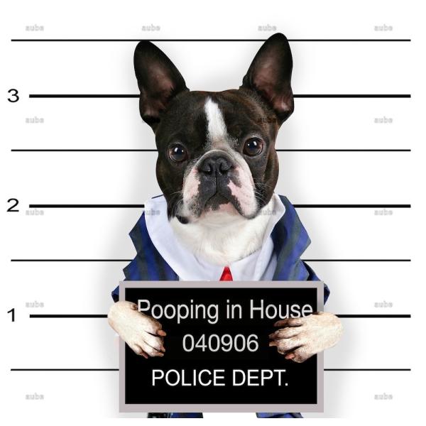 アメリカより強化ガラスに写真フィルムを付着させて作った珍しいアートです。家の中でうん〇をした凶悪犯こんなかわいい凶悪犯なら世の中も怖くないですね。思わず笑顔になるユーモア溢れる作品です。■サイズ 約40.6cm×40.6cm■アメリカアート...