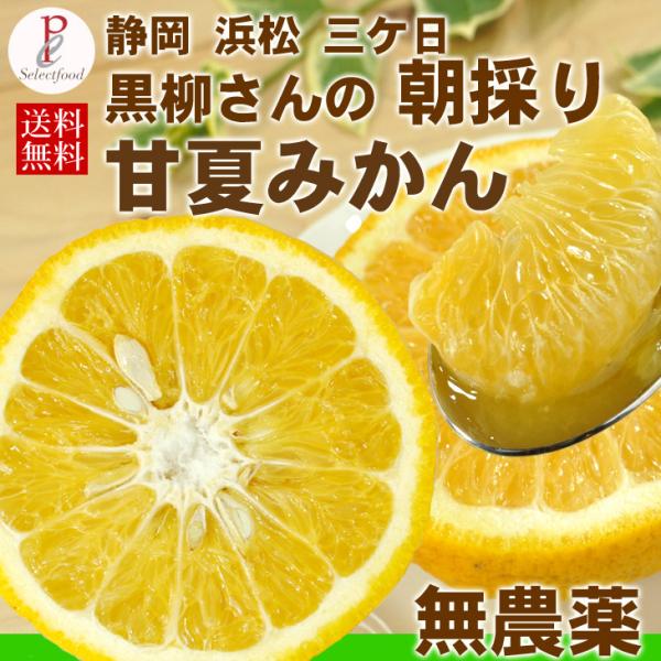 三ケ日 黒柳さんちの甘夏みかんは、無農薬で安心 安全です。数年、ご自宅用・隣家さんへのお裾分けしかしていませんでしたが、弊社バイヤーが味見をしたら抜群の味で、甘夏独特の苦みも少なく、爽やかな酸味で、この度販売させて頂くこととなりました。甘夏...
