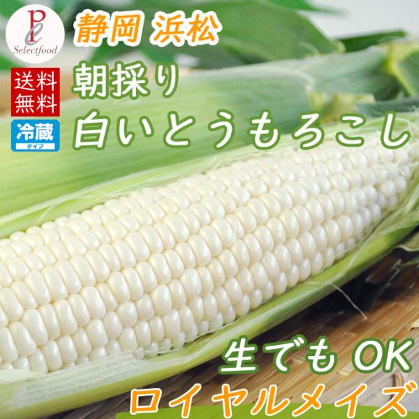 白いとうもろこし「ロイヤルメイズ」は、商標登録されたオリジナルブランドのとうもろこし。糖度が非常に高く、お口にじわっと広がる甘さ。生でも食べられ粒の皮がとても薄く、白い粒はプチっと弾けるような食感で生でも美味しく味わえます。メロンより甘い！...