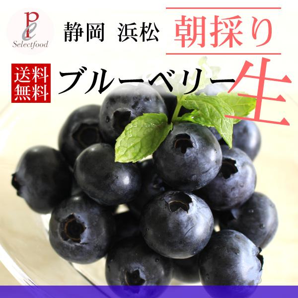 ブルーベリー出荷日の早朝に収穫した、新鮮なブルーベリーを冷蔵便でお届けします。生のまま召し上がるのもいいですが、ヨーグルト　スムージーにもオススメです。※北海道 送料500円（税別）・沖縄 送料1000円（税別）別途かかります。