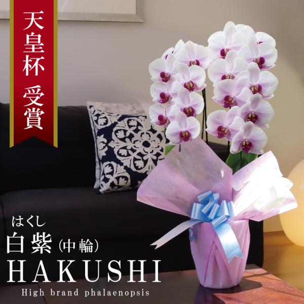 ■胡蝶蘭について・商品名：白紫[はくし]（王立園芸協会登録商品）・花びらサイズ：中輪・2本立ちスタンダード・輪数：18輪〜（蕾含む）（つぼみの数も含みます※満開の場合あり）・花色：白のお花に紫のストライプ・花の高さ（鉢底から）：  約60〜...