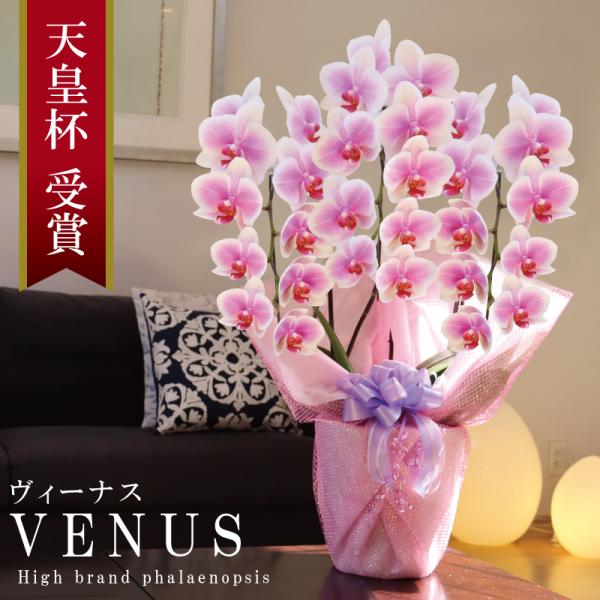 ■胡蝶蘭について・商品名：Venus[ヴィーナス]（王立園芸協会登録商品）・花びらサイズ：中輪・3本立ちスタンダード・輪数：30輪〜（蕾含む）（つぼみの数も含みます※満開の場合あり）・花色：白のお花にピンクのグラデーション・花の高さ（鉢底か...