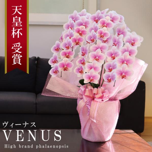 ■胡蝶蘭について・商品名：Venus[ヴィーナス]（王立園芸協会登録商品）・花びらサイズ：中輪・5-6本立ちスタンダード・輪数：50輪〜（蕾含む）（つぼみの数も含みます※満開の場合あり）・花色：白のお花にピンクのグラデーション・花の高さ（鉢...