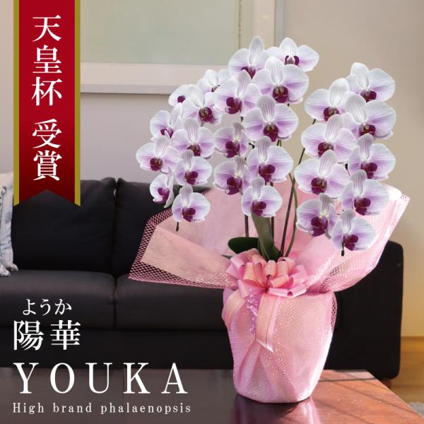 ■胡蝶蘭について・商品名：陽華[ようか]（王立園芸協会登録商品）・花びらサイズ：中輪・3本立ちスタンダード・輪数：27輪〜（蕾含む）（つぼみの数も含みます※満開の場合あり）・花色：白のお花に紫のストライプ・花の高さ（鉢底から）：  約60〜...