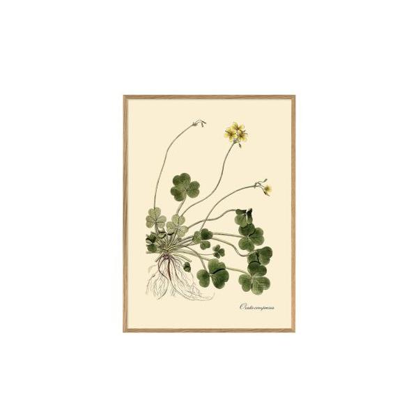 アイコニックな植物コレクションは、美しいヴィンテージ風の植物ポスターです。微妙な緑がかった色合いと自然な形状が特徴。オリジナルの画像は18世紀まで遡り、デジタル技術によりかつての輝きを取り戻し、ヴィンテージの風合いを再現しています。小さなア...