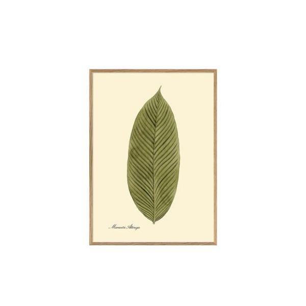 壁に掛けたい、幅広の青々とした葉が美しいポスター。オリジナルの画像は18世紀まで遡り、デジタル技術によりかつての輝きを取り戻し、ヴィンテージの風合いを再現しています。デンマークのコペンハーゲンにあるスタジオで、マットなハーネミューレ紙に日本...