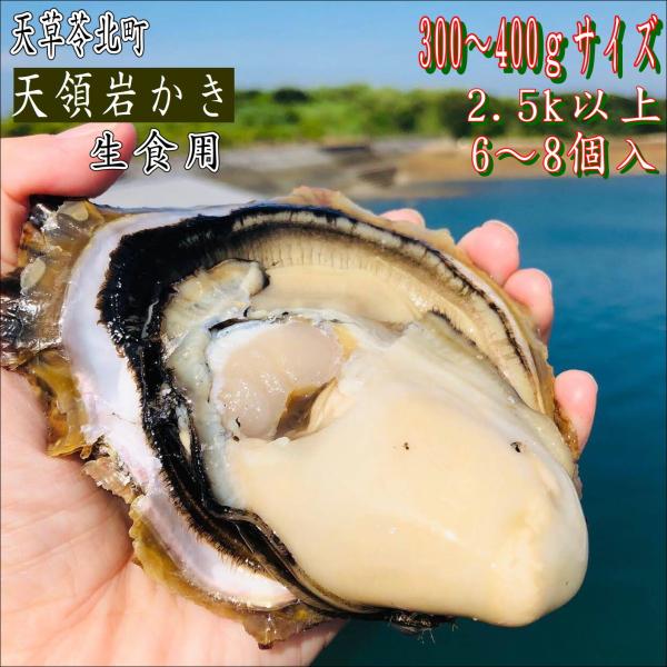 熊本天草苓北町の厳選ブランド認定品の生食用岩ガキです。育成４年の月日をかけて大切に育てられた海のミルクをご家庭で
