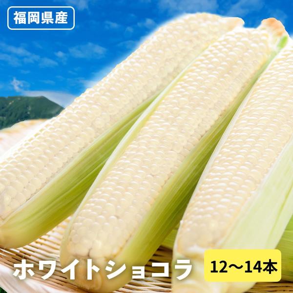 商品詳細　商品名　　：ホワイトショコラ(スイートコーン)　産地名　　：福岡産　内容量　　：12~14本入等級・サイズ：秀品　配送料　　：送料無料（一部地域を除く）　　　　　　　※本商品は1個の購入につき、北海道/沖縄は航空便のため送料1,0...