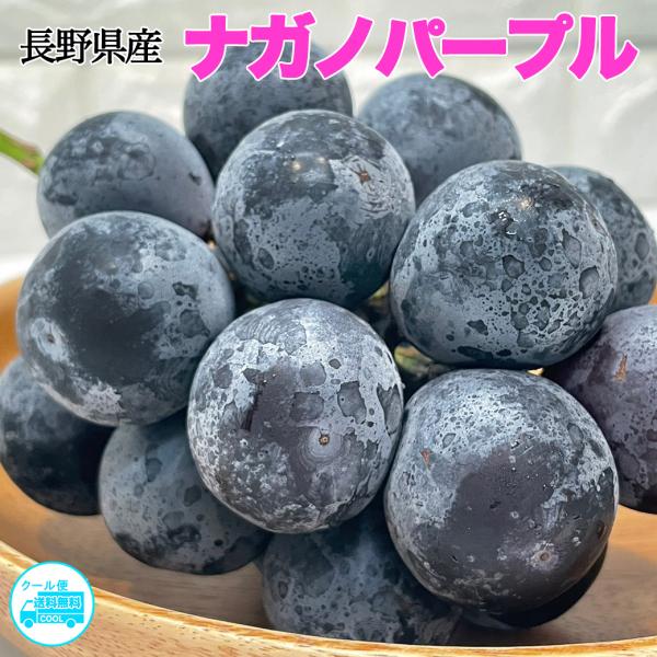 【発売日：2026年08月20日】長野県が誇る黒系高級ぶどう『ナガノパープル』。  巨峰の豊かな甘みと、マスカットの爽やかさをあわせ持つ、人気のプレミアム品種です。最大の魅力は、種なし＆皮ごと食べられる手軽さ。パリッとした皮の食感と、口いっ...