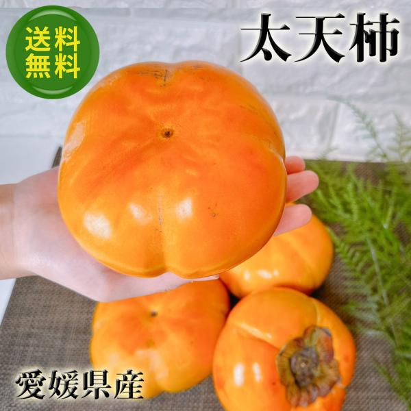 【発売日：2026年11月10日】商品名：太天柿 秀品 たいてんがき（福嘉来）産地：愛媛県内容量：約3Kg　6-8玉賞味期限：商品到着後お早めにお召し上がりください