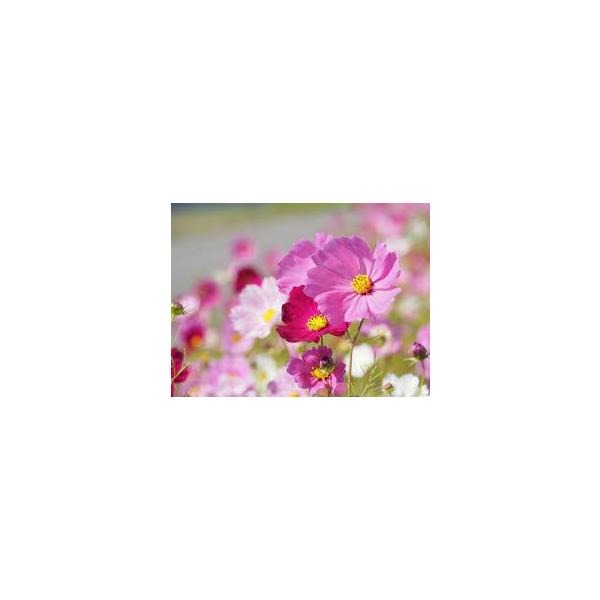 こちらの商品は弊社が指定したお客様用のページとなっております。